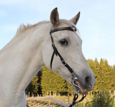 Tack shop - Markus Holst